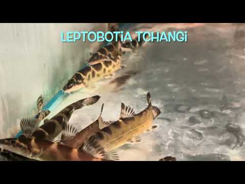 Leptobotia tchangi