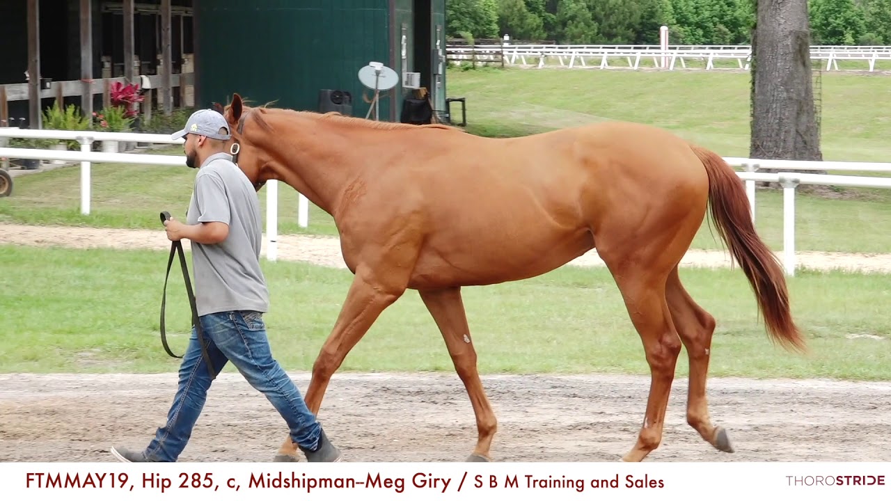 FTMMAY19, Hip 285, c, Midshipman--Meg Giry + BREEZE / S B M Training and Sales
