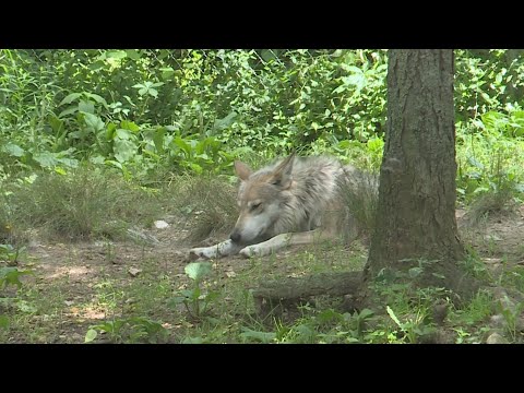 Eureka's Endangered Wolf Center aids in species' recovery