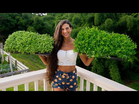 How to Grow Microgreens EASILY for 49¢ a Day! A Complete Guide for Beginners 🌱 Organic & Non-GMO