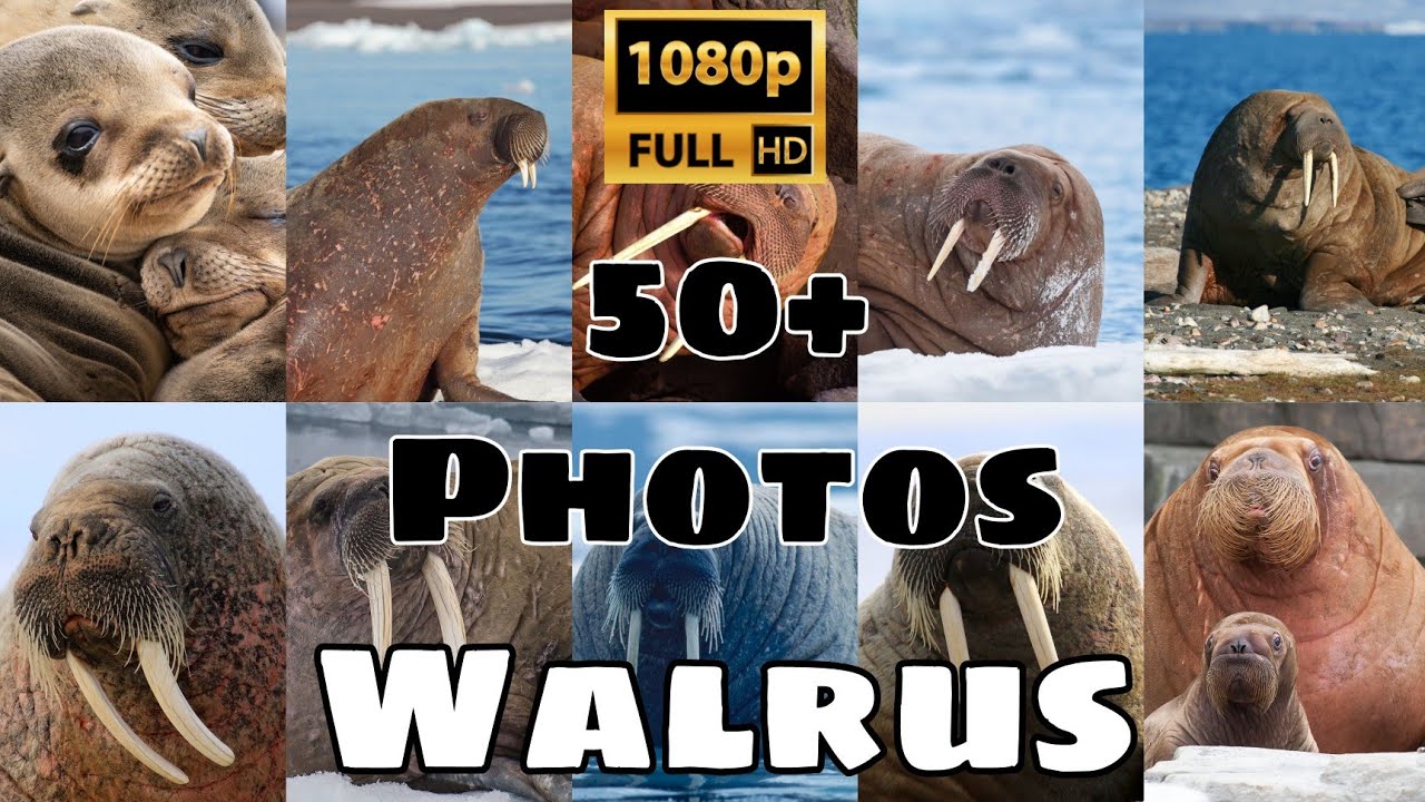 50+ Photos Collection Of Walrus | 1080p Full Hd