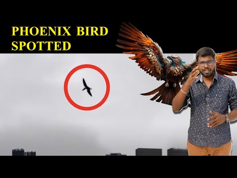 Phoenix is Real | ஃபினிக்ஸ் பறவை என்பது உண்மையா? | Big Bang Bogan