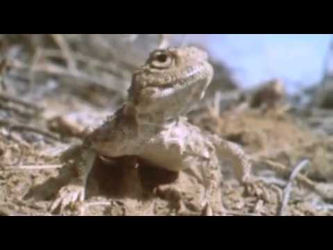 Houbara Bustard Documentary for UAE Client