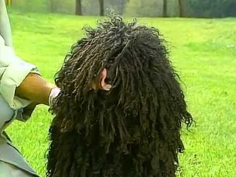 Puli - AKC Dog Breed Series