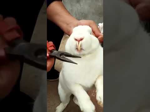 RABBIT MOM ???????? you can't guess how many to go in, Videos Cute moment you never know before #yt #297