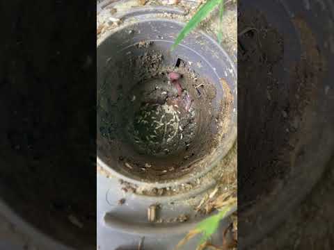 Checking the termite bait stations.