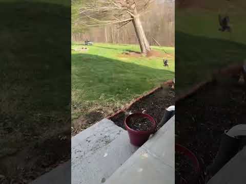 The Wind blew our tree over #wind, #farmlife