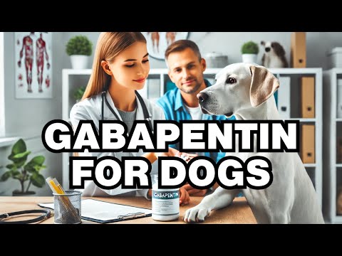 What Is Gabapentin For Dogs? Explained