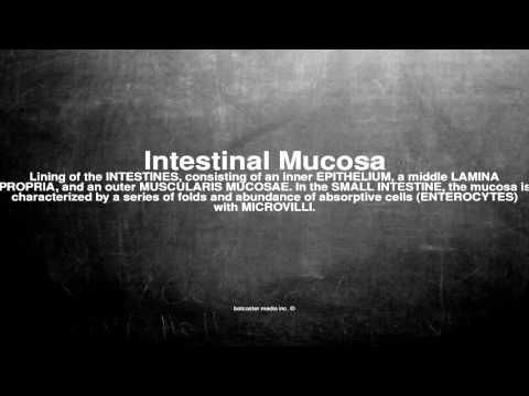 Medical vocabulary: What does Intestinal Mucosa mean