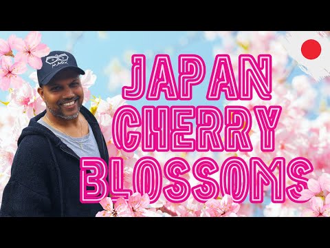 🇯🇵 Cherry Blossom Season in Japan 2025 - How & Why Japanese People Enjoy Cherry Blossoms?