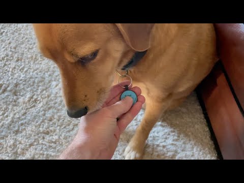 How to Setup a Digital Pet ID Tag- MyLuckyTag
