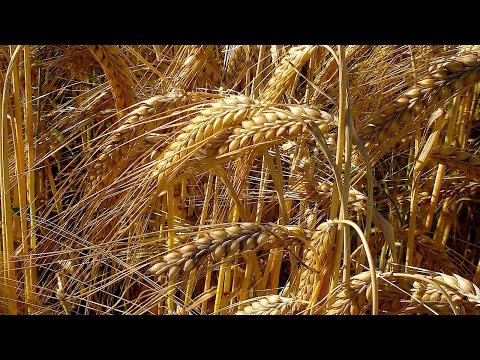 Chemistry of Beer - Unit 4 - Brewmasters' Corner: Introduction to Malting and Kilning