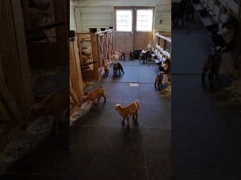 Bouncing baby goats to brighten your day!!