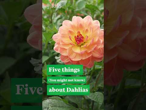 5 things (you might not know) about Dahlias #garden #rhs #flower
