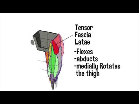 TFL animation