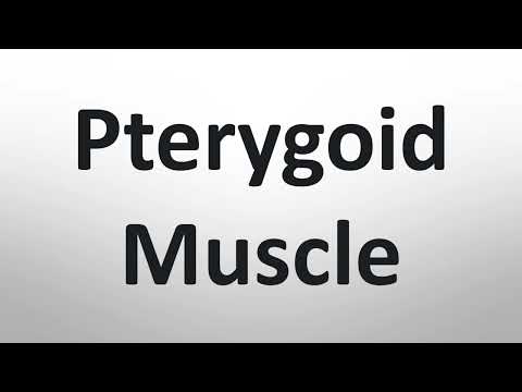 How to Pronounce Pterygoid Muscle (Correctly)