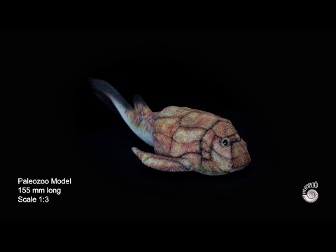 Bothriolepis yeungae model