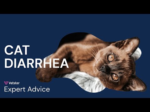 What To Feed A Cat With Diarrhea? Treatment, Home Remedy or Food