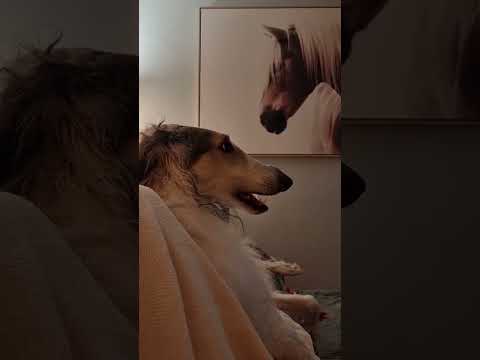 GIANT DOG chats to self #Arlo the Borzoi dog, funny, cute! ☺️🤗🤣 What's he saying? comment to share!