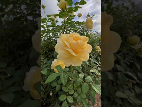 yellow roses symbolize friendship and joy#shorts#flowers@all nature fruits vegetables and flowers
