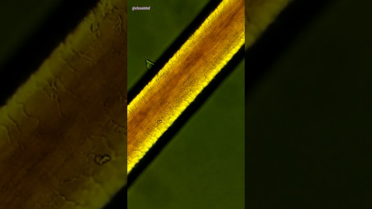 Human Hair Under Microscope