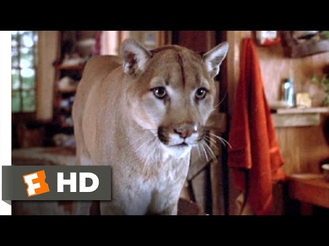 Continental Divide (7/9) Movie CLIP - A Cougar Problem (1981) HD