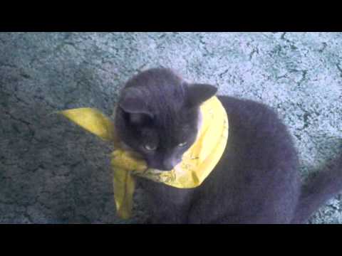 Yellow bandana
