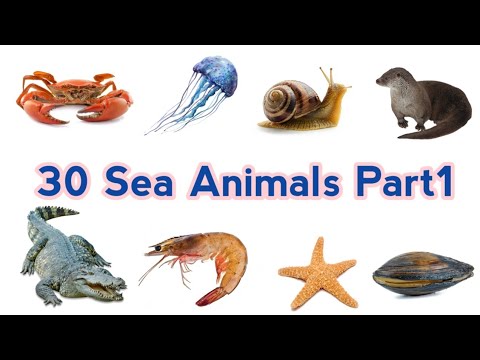 Sea Animals With Pictures And Names In English|Different Aquatic Animals|Sea Animals Vocabulary