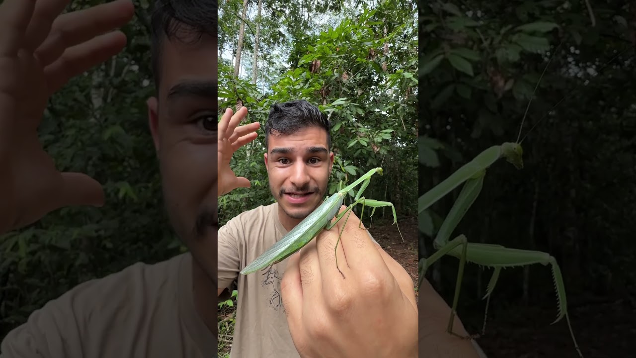 WORLD'S BIGGEST MANTIS! 🤯