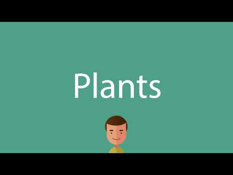 How to say Plants