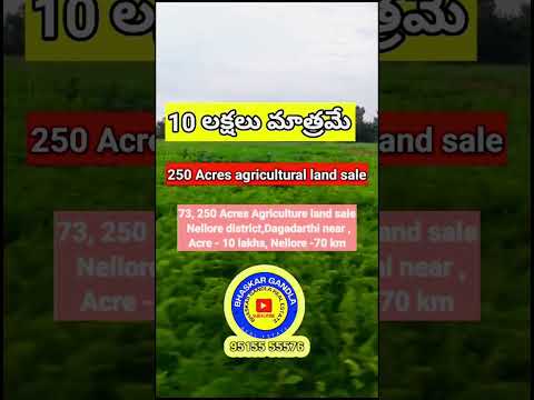 250 Acres Agricultural Land sale Nellore district AP|| Acre - 10 lks only cheap land