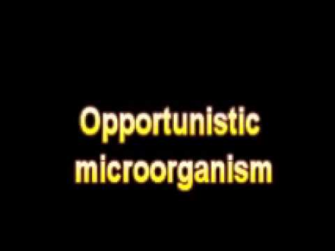 What Is The Definition Of Opportunistic microorganism