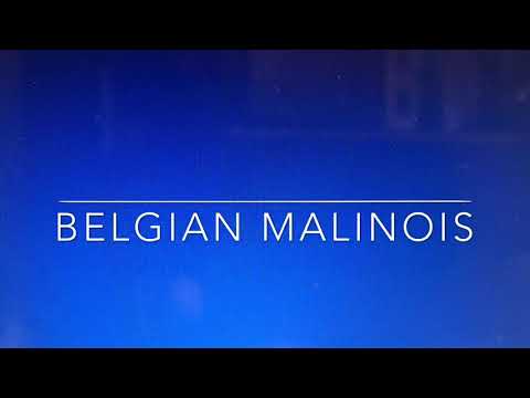 How to pronounce Belgian Malinois