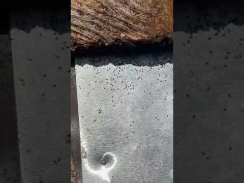 MILLIONS of biting bird mites living in the walls of this home. Don’t let birds live in your walls!!