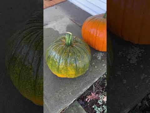 CAN A GREEN PUMPKIN BE TURNED ORANGE? #shorts #halloween