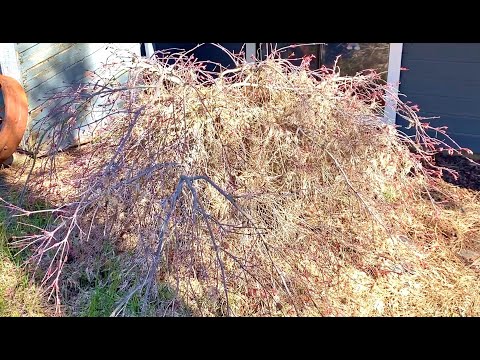 The Best Time To Prune A Japanese Maple Tree