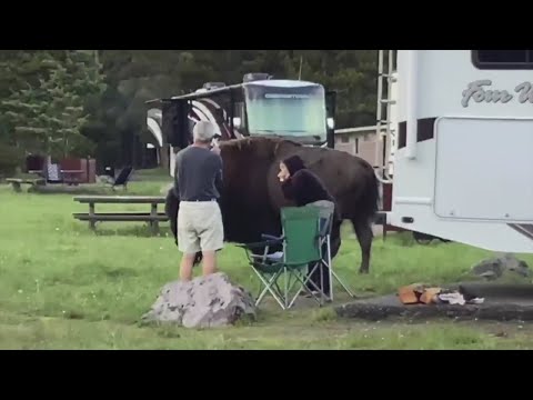 Anoka Family Witnessed & Helped Woman Gored By Bison At Yellowstone National Park