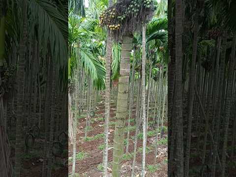 #arecanutfarming #agriculture #viral #video #farmer #betelnut
