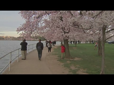 Cherry blossoms in DC are in full bloom earlier than usual