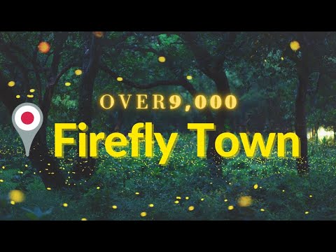 Fireflies, a lightning bugs show in Japan
