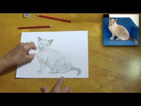 How To Draw a Cat - (Explained step by step)