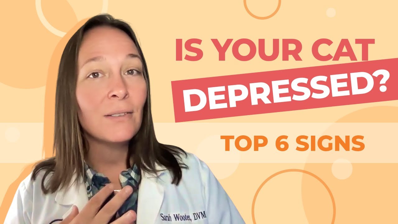 8 Signs Your Cat Might Be Depressed and How to Help