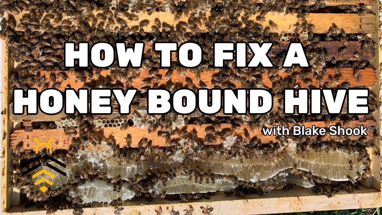 BEEKEEPING: Fixing a Honey Bound Hive