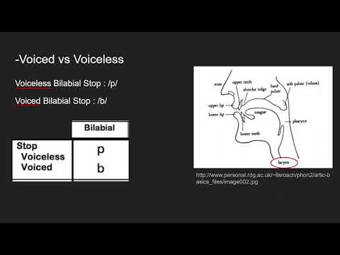 Stops/Plosives
