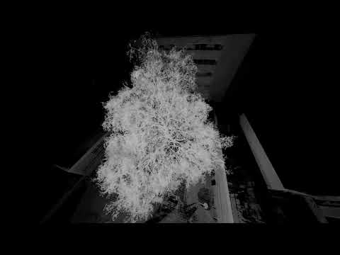 Trees of Rotterdam trailer