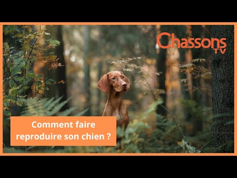 Comment bien choisir un reproducteur pour son chien de chasse?
