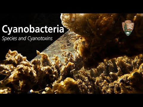 Cyanobacteria in Zion National Park: Species and cyanotoxins