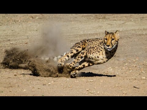 Fastest Animals on Earth