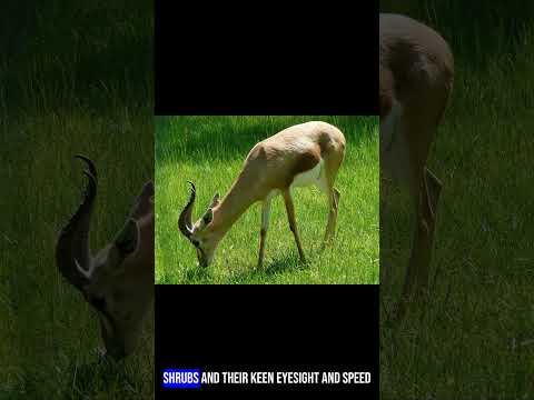 Graceful Gazelles: Essential Savannah Antelopes