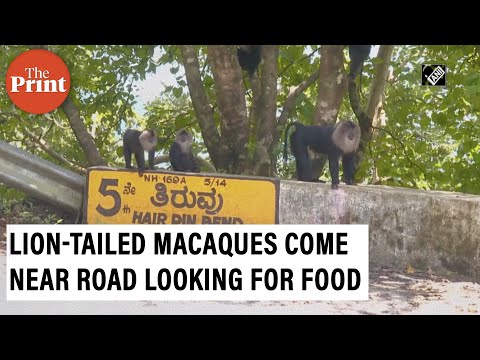 Shrinking forest cover in Karnataka forces endangered lion-tailed macaques to come near roads